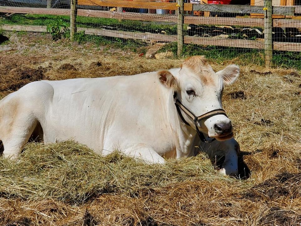 Donate – Orphan Anni-mals Farm Sanctuary
